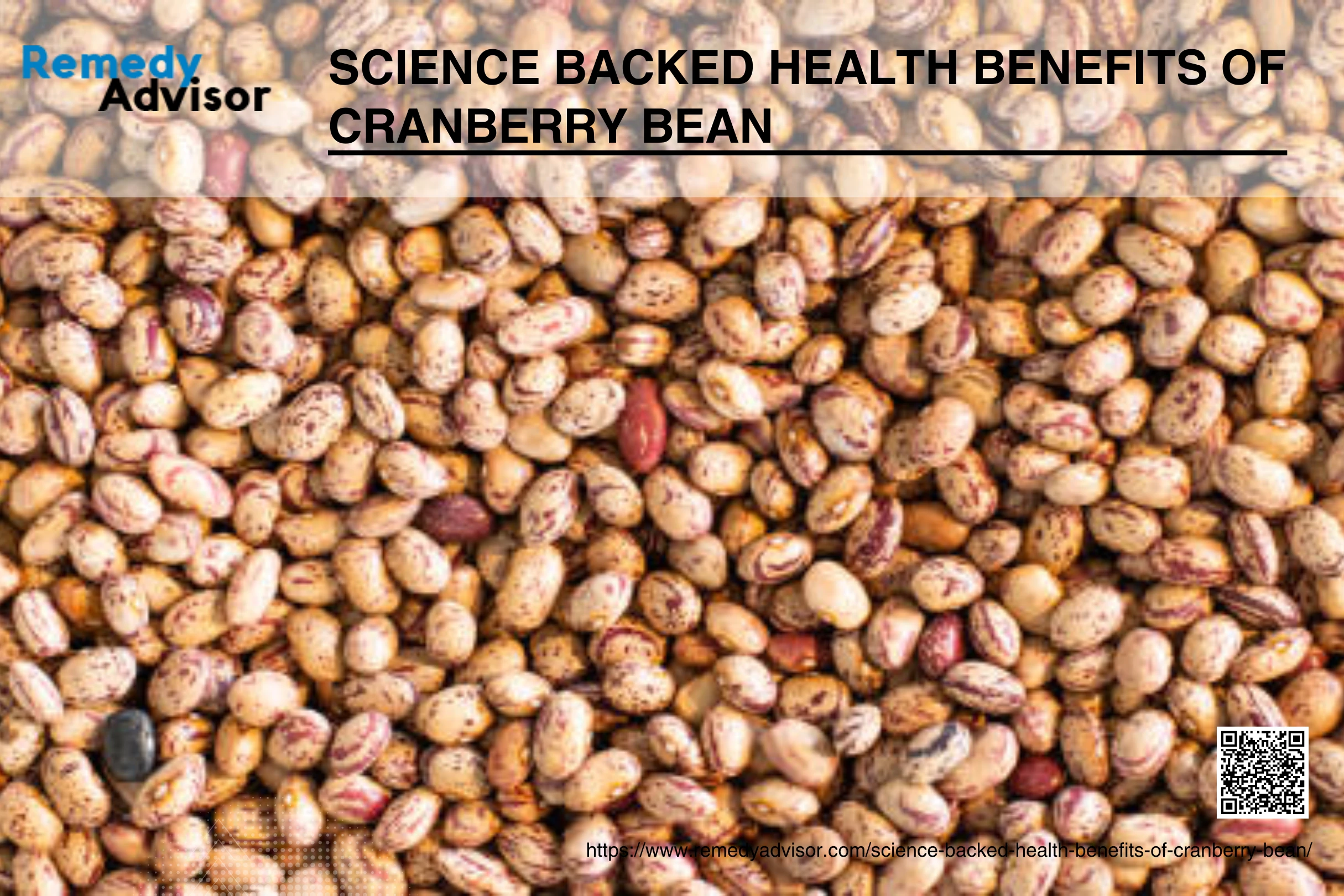 Science backed health benefits of Cranberry bean – Remedy Advisor