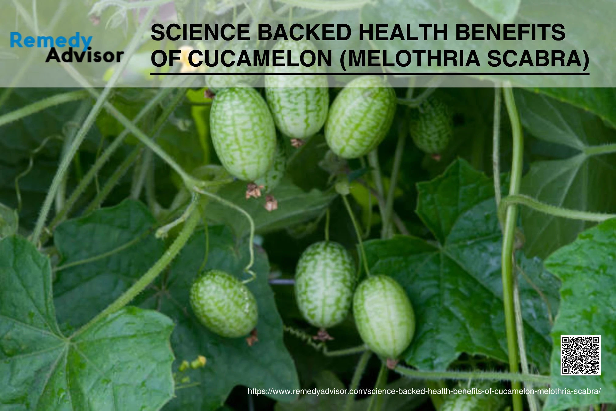 Science backed health benefits of Cucamelon (Melothria scabra) – Remedy ...